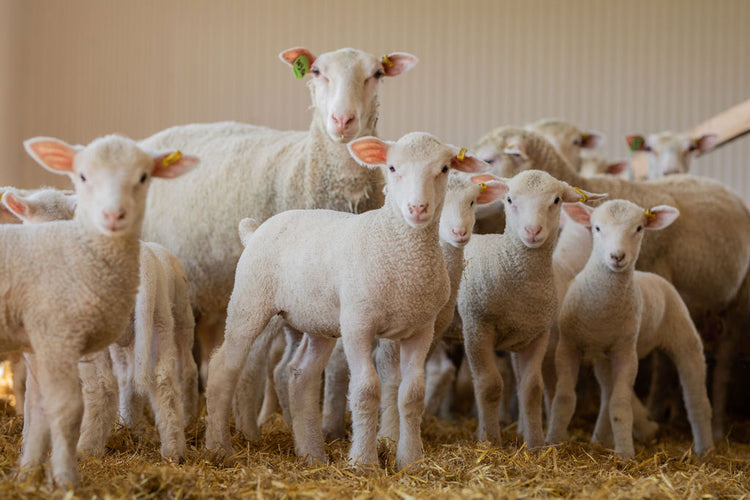 Wool Felt Computer Desk Mat – Premium Natural Comfort for Your ...