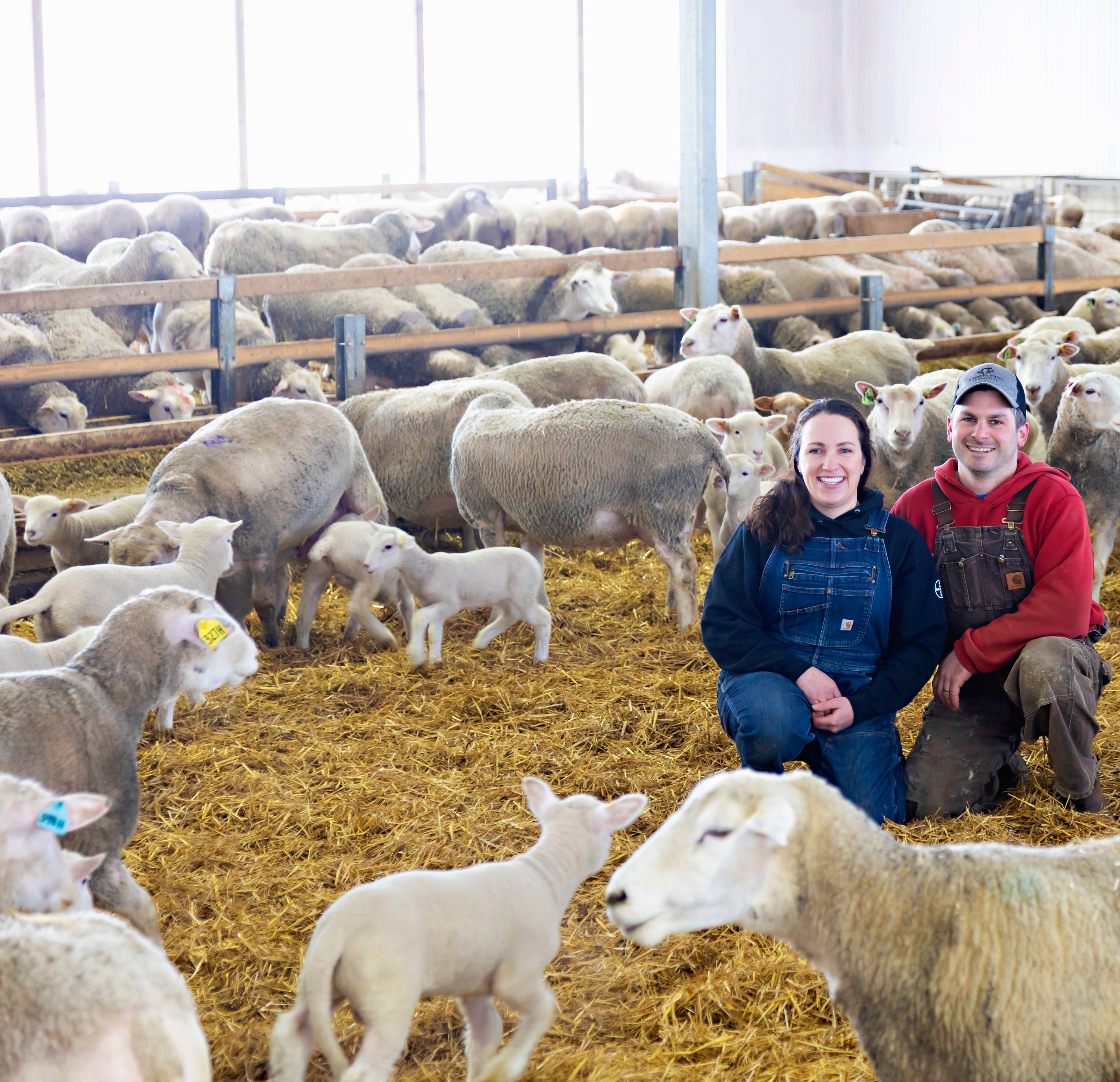 Canadian Wool From Our Family Farm | Revolution Wool Company